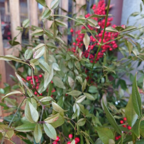 ＜Enaru Katori Katrip＞ 220th Yoshihira Tatsu - NIPPONIA Sawara